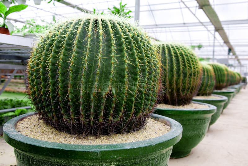 Greenhouse stock image. Image of hothouse, interior, culture - 23389937