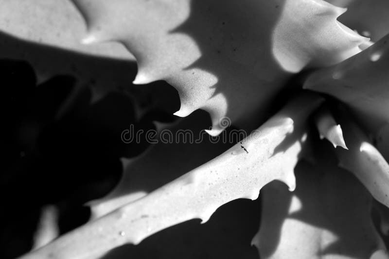 Cactuses Points Spikes Black and White Plants Stock Photo - Image of ...