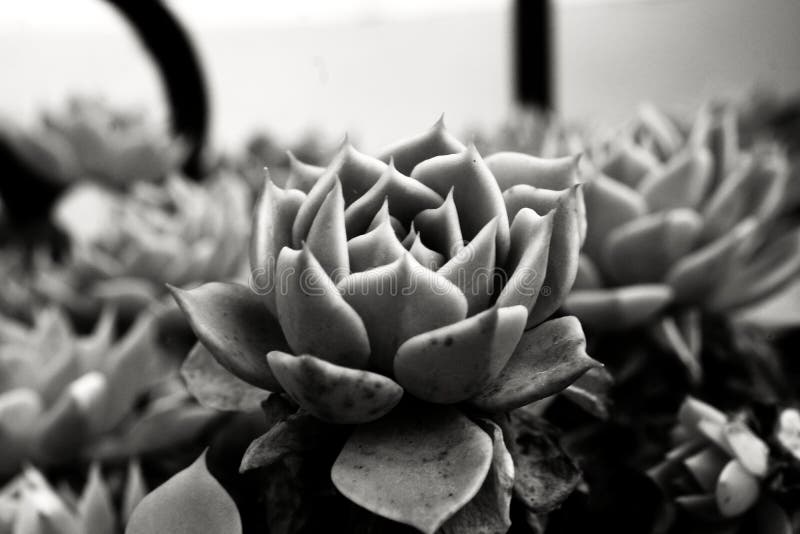 Cactuses Points Spikes Black and White Plants Stock Photo - Image of ... Cactuses Points Spikes Black and White Plants Stock Photo - Image of ...
