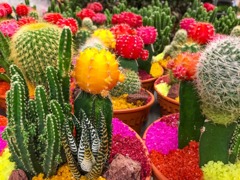 Cactuses stock photo. Image of green, garden, pots, decorative - 70533706