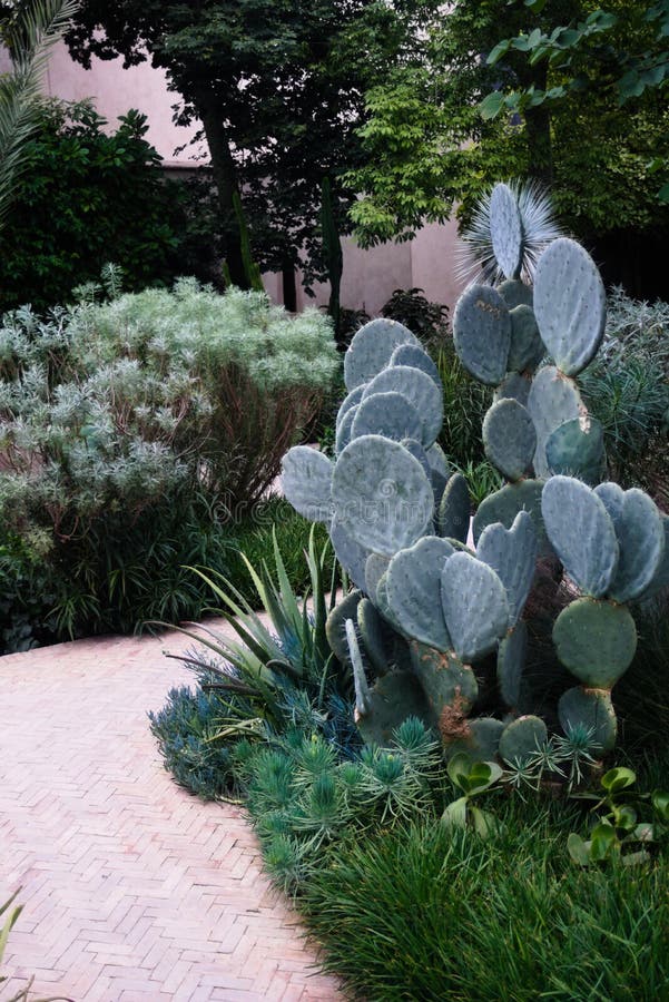 Cacus in Garden with Other Plants Stock Image - Image of closeup, sweet ...