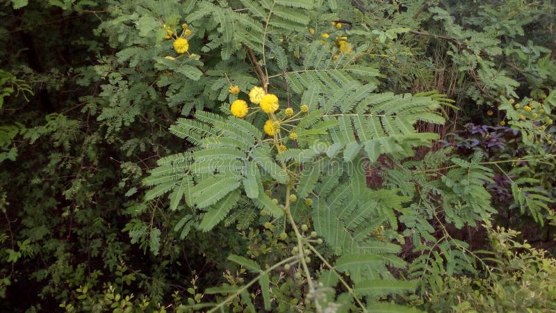 Cadamba di Neolamarckia immagine stock. Immagine di flora - 100601441