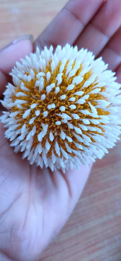 Cadamba flower stock image. Image of flora, beautiful - 159913815