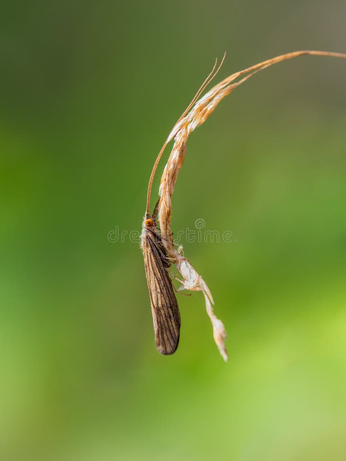 Caddis Fly, Aka Sedge Fly Macro. Trichoptera. Stock Photo - Image of ...