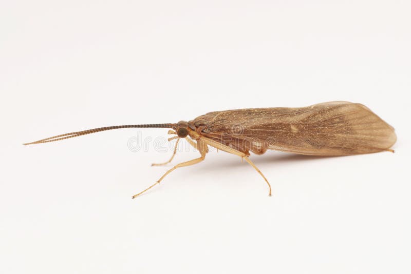 Caddisfly, Hydropsyche Pelluidula at Satara, Maharashtra Stock Image ...