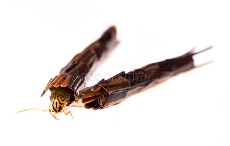 Trichoptera Larvae Casing