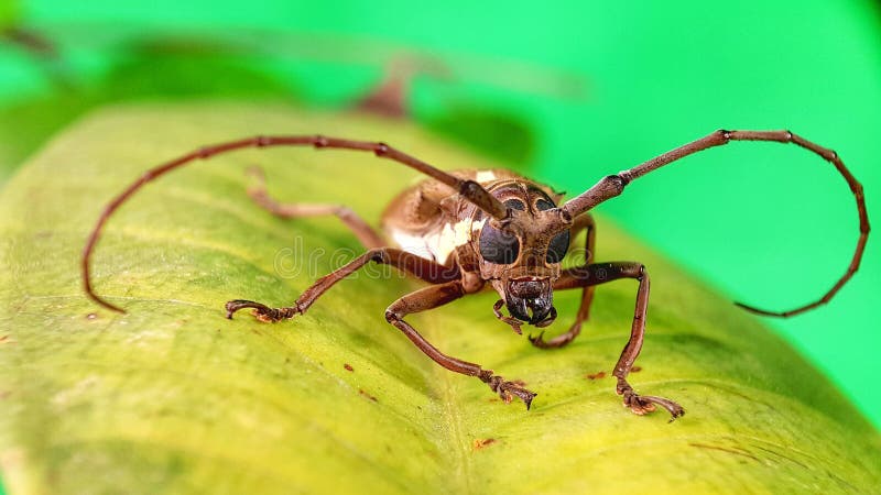 Cadena de antena foto de archivo. Imagen de cadena, insecto - 261779960