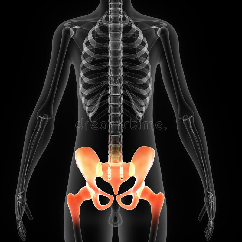 Esqueleto ilustración del vector. Ilustración de soporte - 14427123