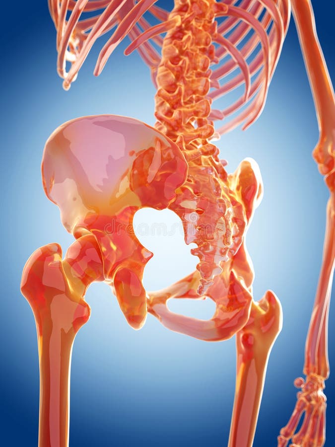Cadera y sacro stock de ilustración. Ilustración de humano - 59793761