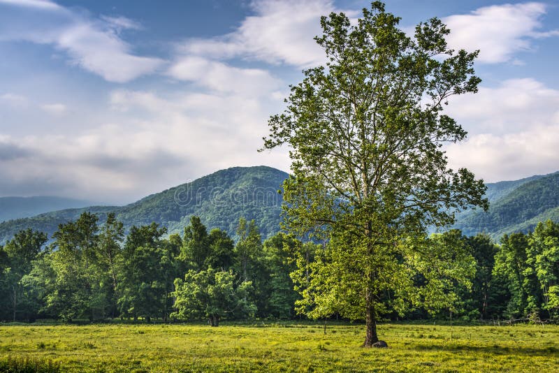 Cades Cove Spring Flowers Great Smoky Mountains Stock Image - Image of ...
