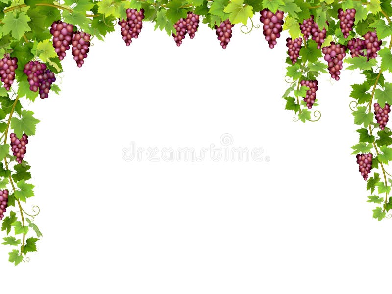 Cadre Floral De Raisin Rouge Illustration de Vecteur - Illustration du ...