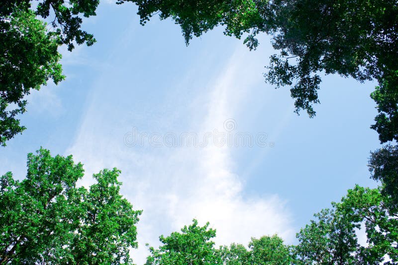 Cadre normal photo stock. Image du vert, ressort, forêt - 5533438