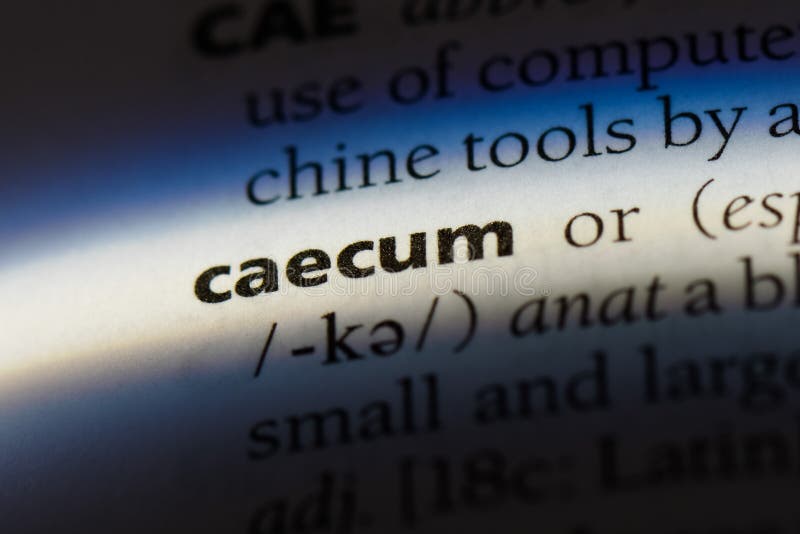 Caecum Stock Photos - Free & Royalty-Free Stock Photos from Dreamstime