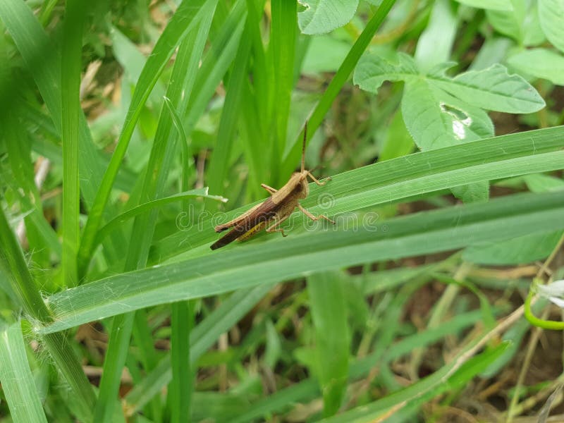Caelifera Grasshopper on a Leaf Stock Image - Image of grasshopper ...