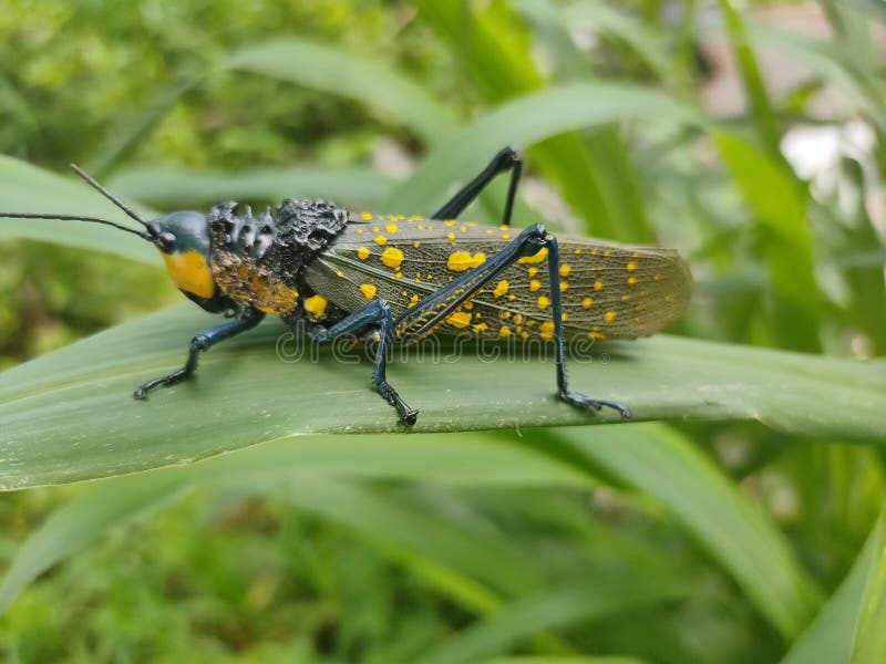 Caelifera Insect Grasshopper on the Leaf Stock Photo - Image of insect ...