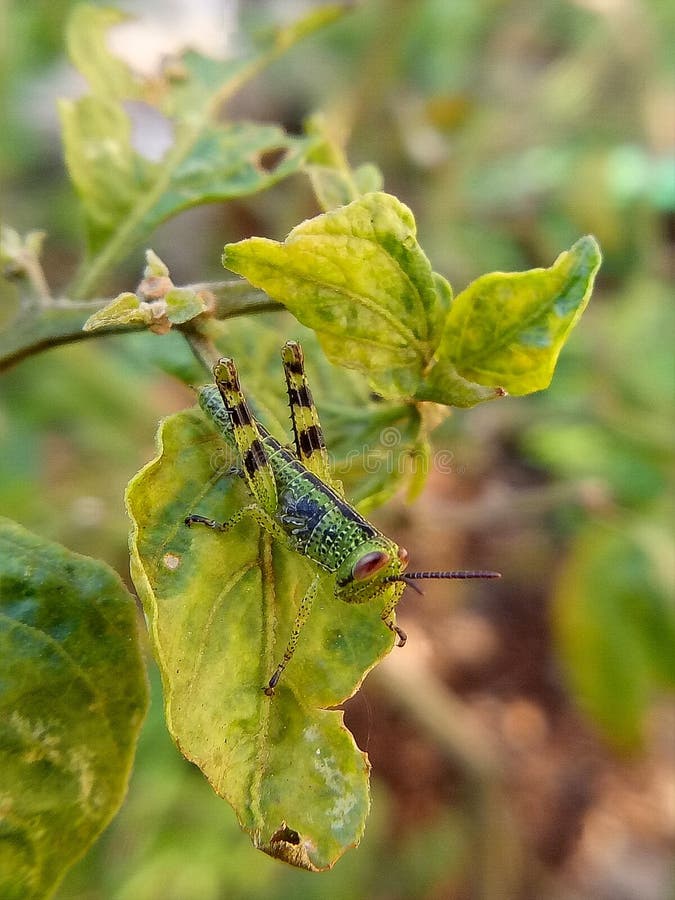 Caelifera or Leaf Grasshoppers are Insects that Live in Groups, Often ...