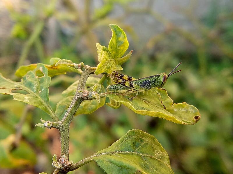Caelifera or Leaf Grasshoppers are Insects that Live in Groups, Often ...