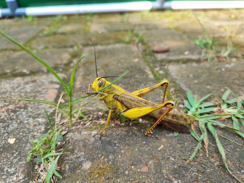 Caelifera stock image. Image of insect, herbivora, caelifera - 361376559
