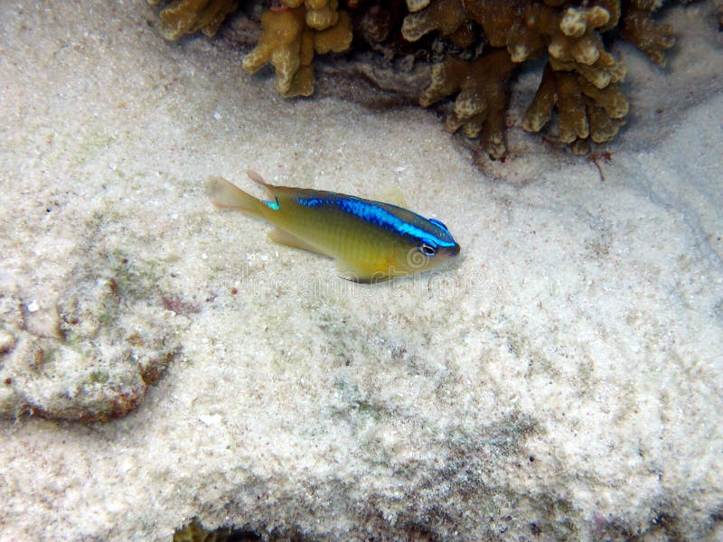 Caerulean Damsel stock photo. Image of pomacentrus, nature - 4680394