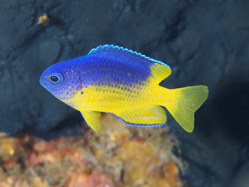 Caerulean damsel stock image. Image of caerulean, travel - 71588365