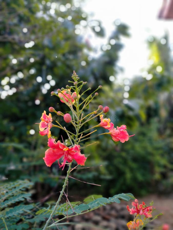Caesalpinia Pulcherrima Kembang Merak Stock Photo - Image of wildflower ...