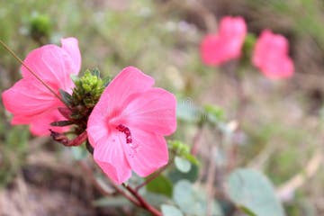 830 Burr Weed Stock Photos - Free & Royalty-Free Stock Photos from ...