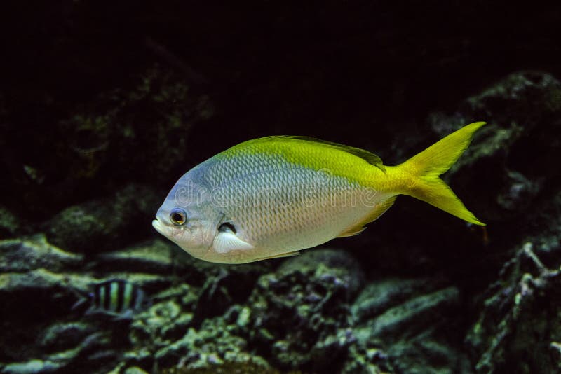 Caesio Teres Fish Under Water. Cesium Yellow-back Fusilier Stock Image ...