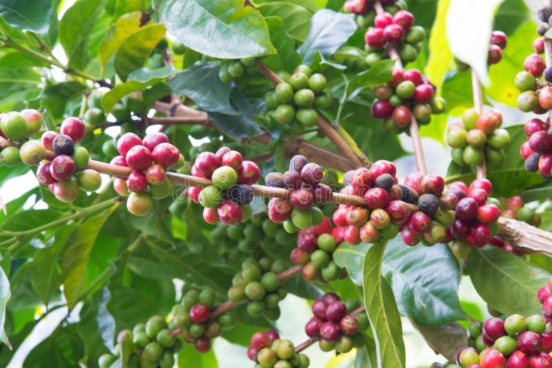 Granos De Café Rojos En Una Rama De Un árbol De Café Con Hojas Sobre ...