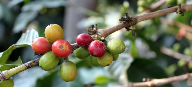 Café-arbre. Guatemala Image. Image: 19432984