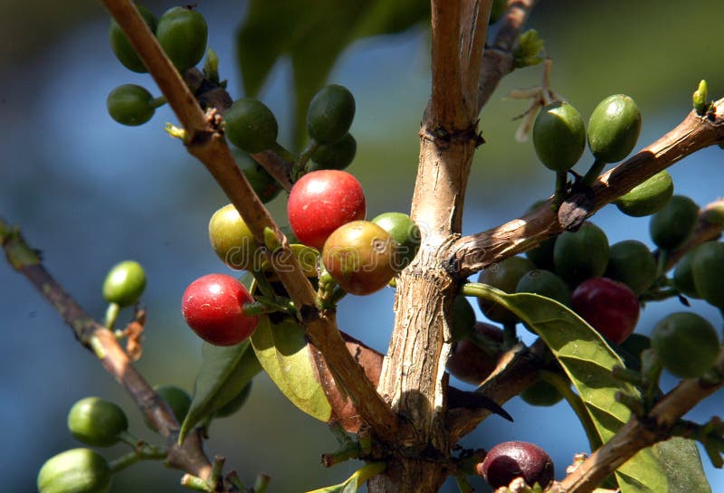 Caféier Avec Des Ripes De Cerise De Café Photo stock - Image du ...
