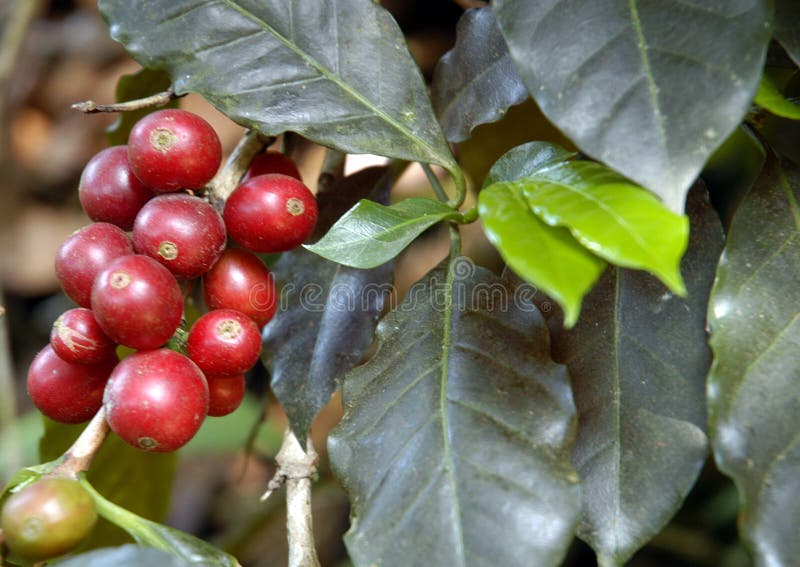 Caféier Avec Des Ripes De Cerise De Café Image stock - Image du moisson ...