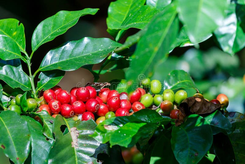 Cafetos foto de archivo. Imagen de travieso, secado, granja - 16288918