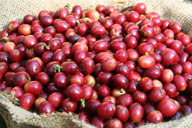 Cerise de grains de café image stock. Image du fermer - 85729635