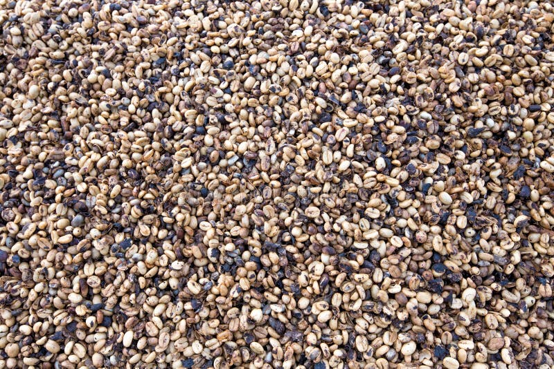 Café del pergamino foto de archivo. Imagen de industria - 36271318