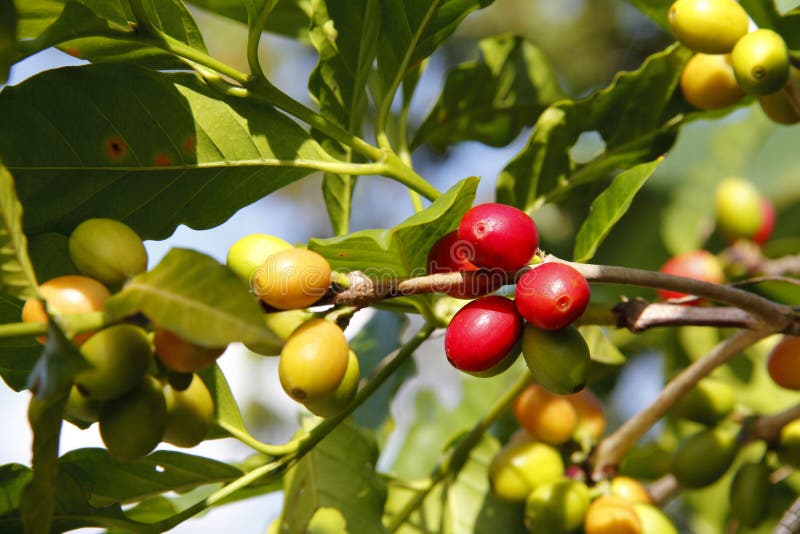 Café I imagen de archivo. Imagen de cultive, habas, haba - 22207909