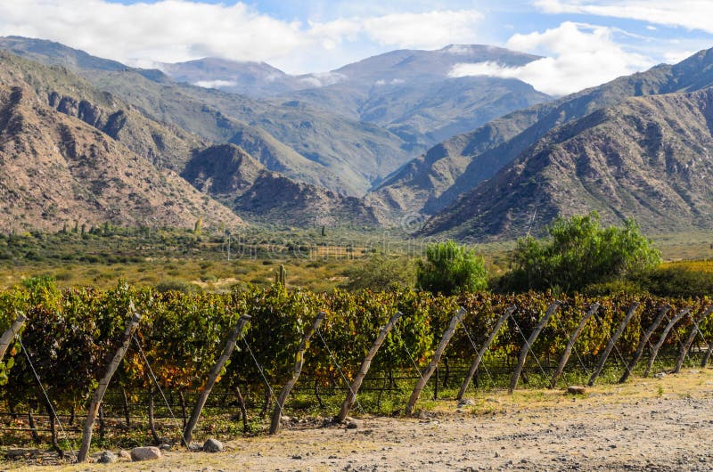 Cafayate Vineyard in Salta, Argentina Stock Photo - Image of vineyards ...