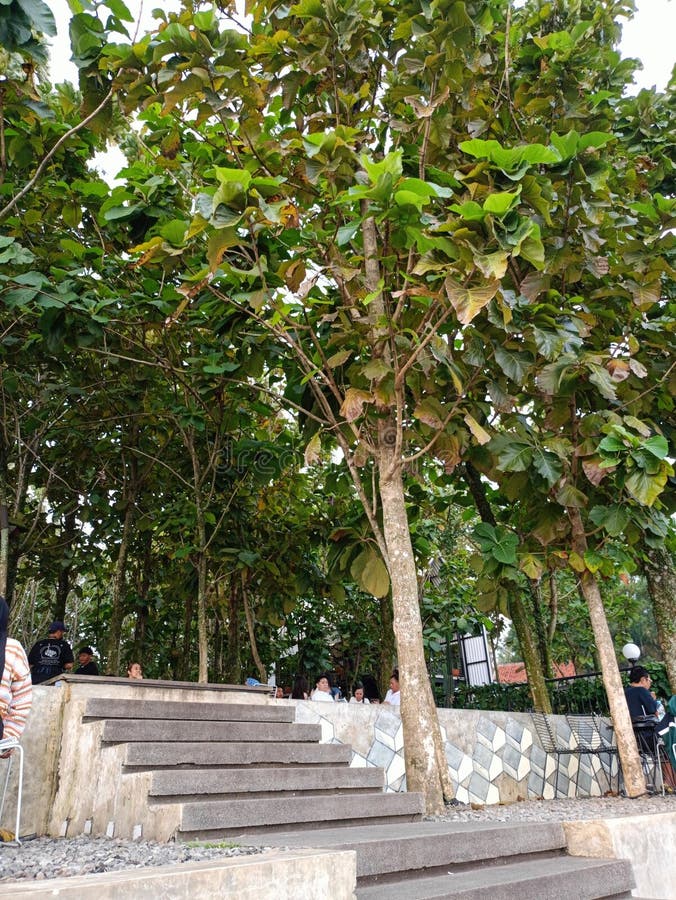 Cafe Atmosphere Under Forest Stock Photos - Free & Royalty-Free Stock ...