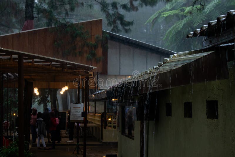 Cafe Building in the Middle of a Pine Forest at the Rain Stock Photo ...
