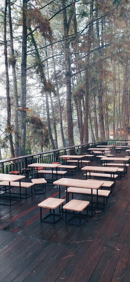 Cafe Under the Pines Tree stock image. Image of jungle - 262352431