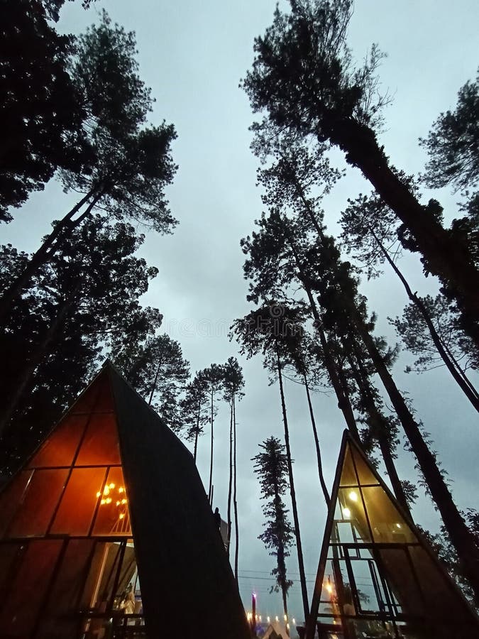 Cafe with Yellow Lights in the Middle of the Forest Stock Image - Image ...