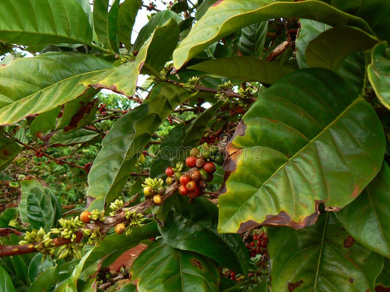 Cafeto imagen de archivo. Imagen de frutas, america, campo - 16907737