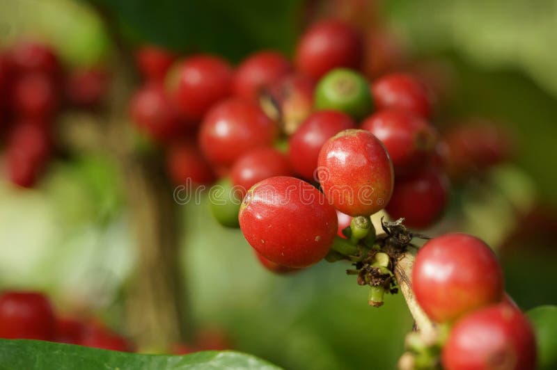 Cafeto foto de archivo. Imagen de fruta, crezca, arbusto - 36482852