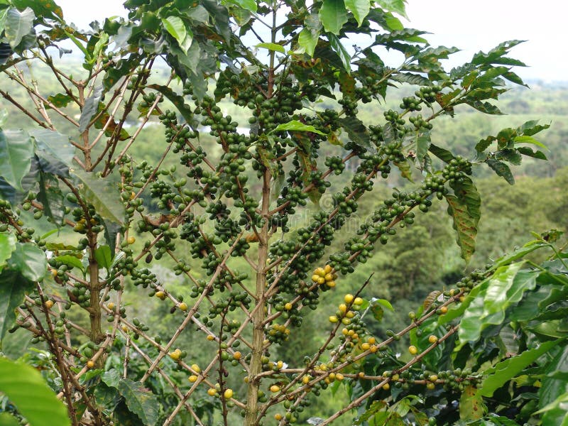 Cafeto foto de archivo. Imagen de planta, grano, colombia - 38695468