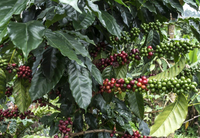 Cafetos foto de archivo. Imagen de crecimiento, planta - 35592586