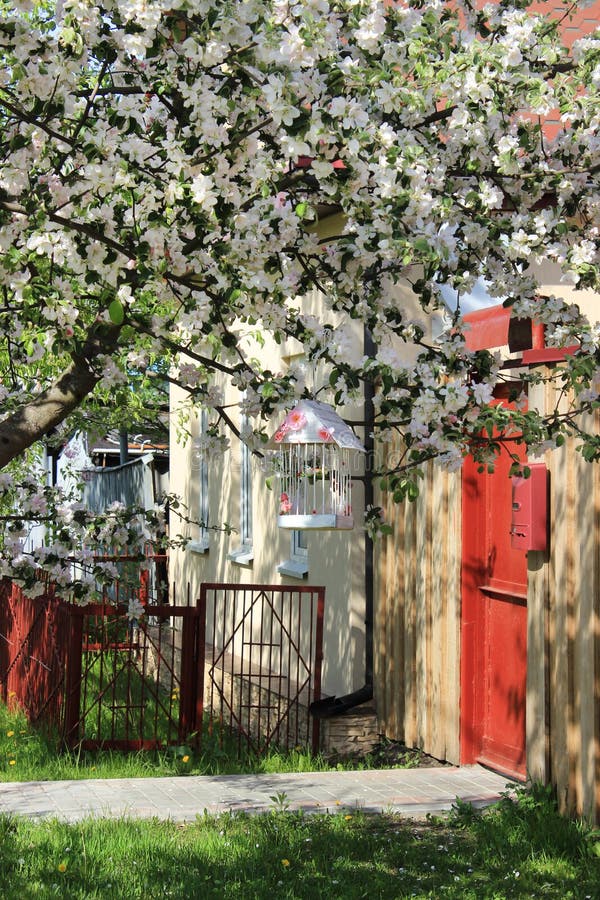 Cage with a Bird on a Blooming Apple Stock Image - Image of cage, mood ...