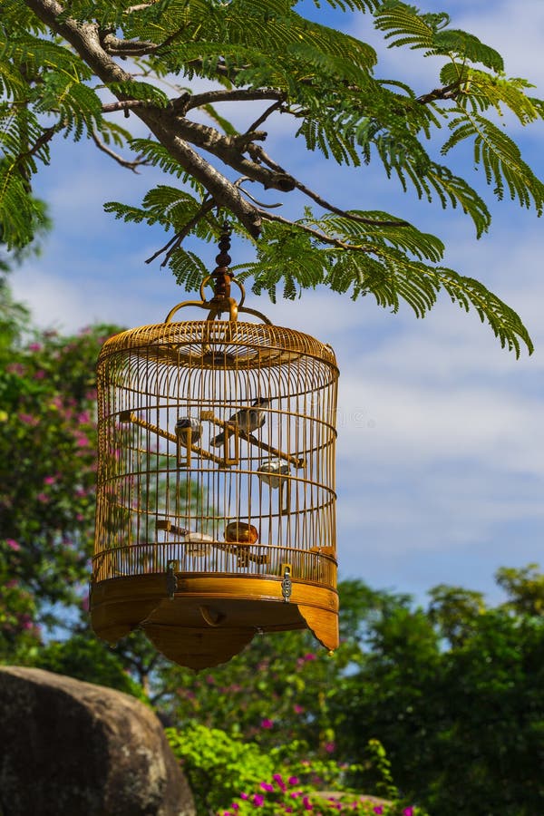 Cage with birds stock image. Image of asia, cage, rainforest - 254042917