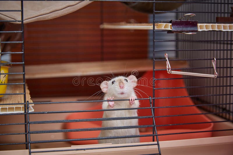 A Cage with a Cute Siamese Rat Looking Out. Stock Image - Image of test ...