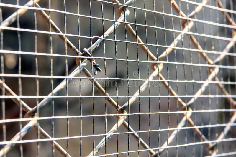 Cage net stock photo. Image of animals, security, coop - 72555392
