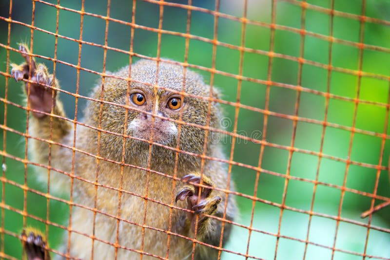 Cage Pygmy Monkey stock image. Image of mammal, brown - 63276567
