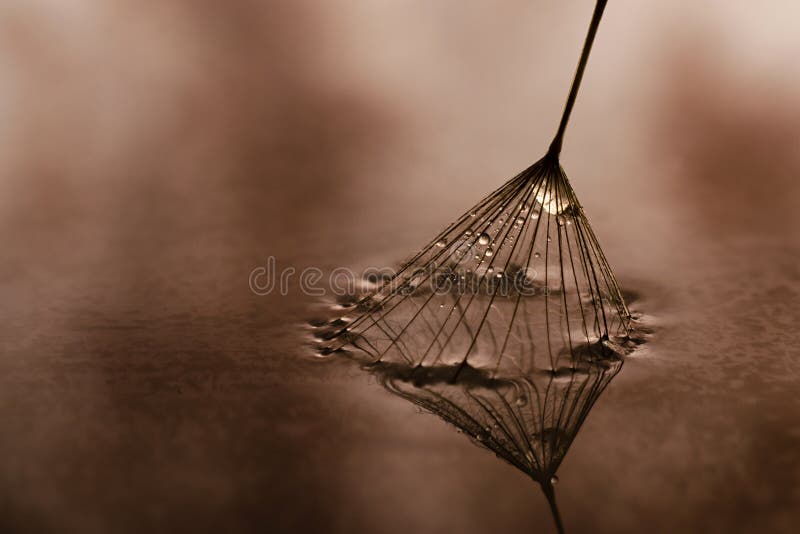 Cage stock photo. Image of hungary, macro, water, colorful - 37508700